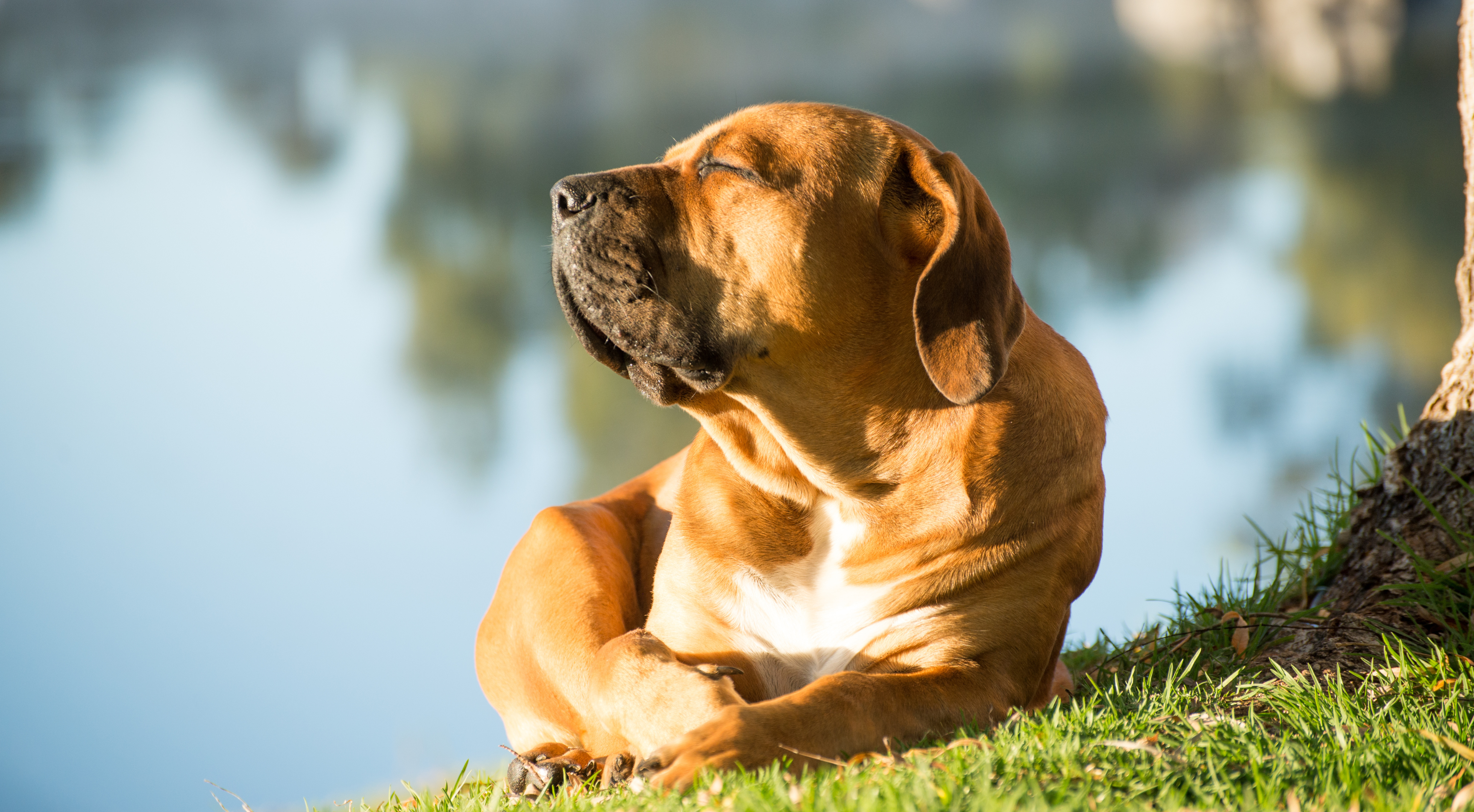 Do Dogs Sweat? How Dog Stay Cool (And Why Panting Matters) – Marleybones