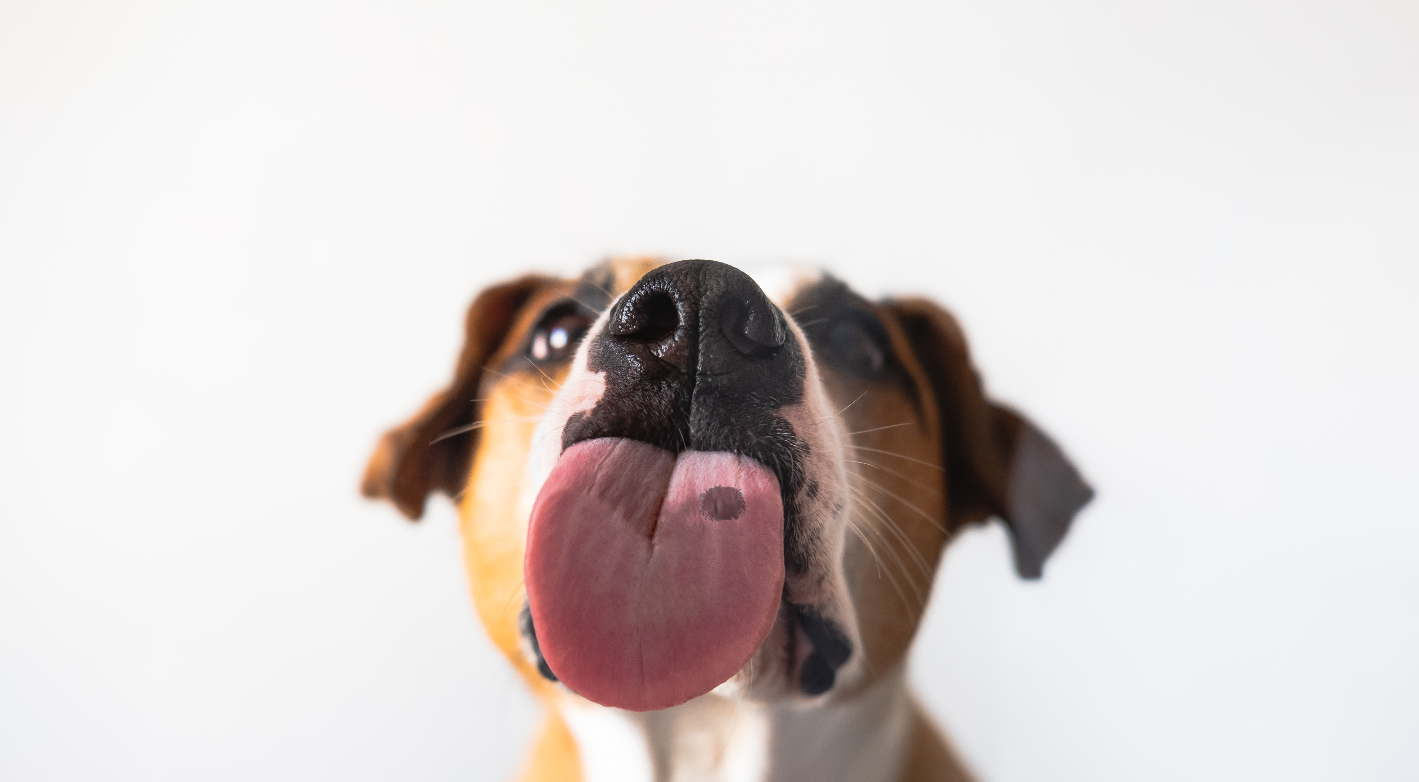 Understanding Black Spots on Dogs' Tongues – Marleybones