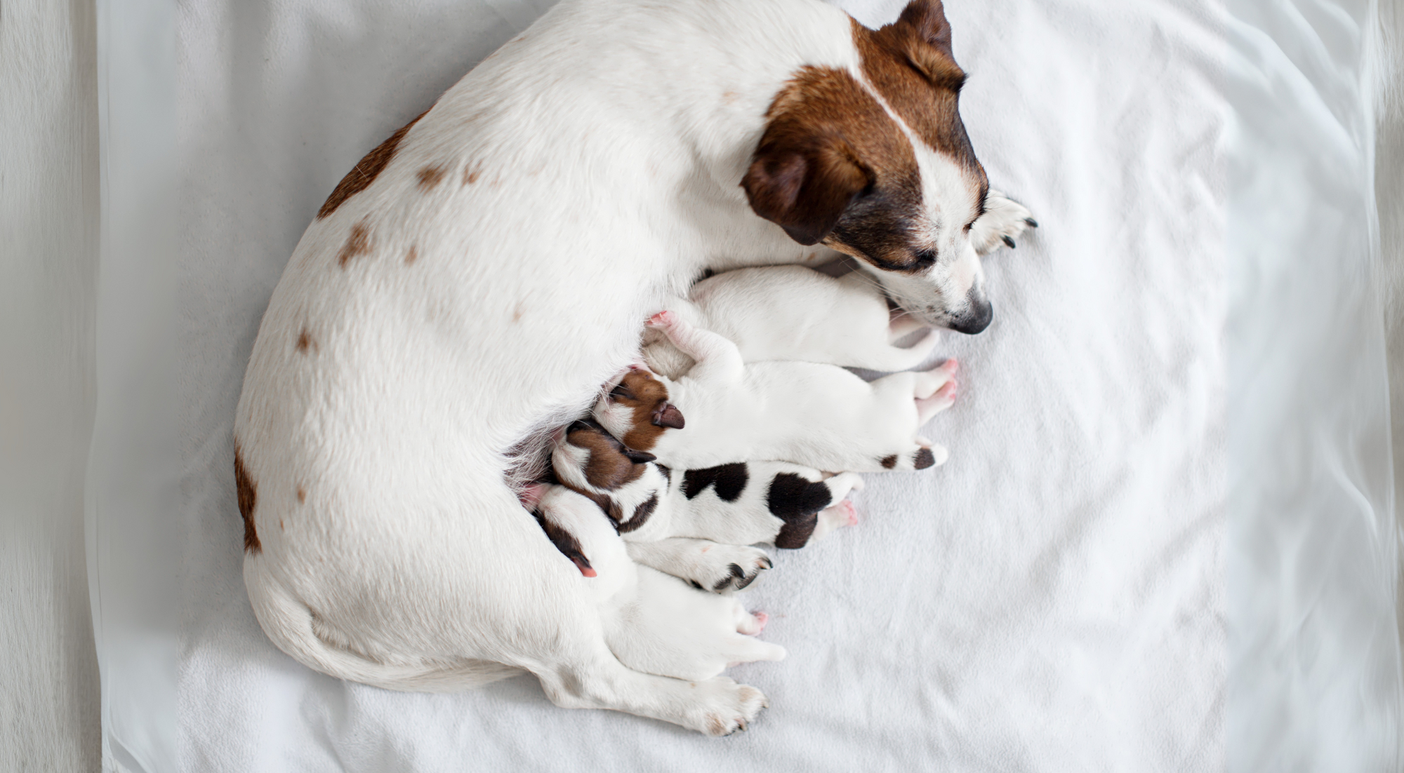 How Long Are Dogs Pregnant? Understanding Canine Gestation Week by Wee ...