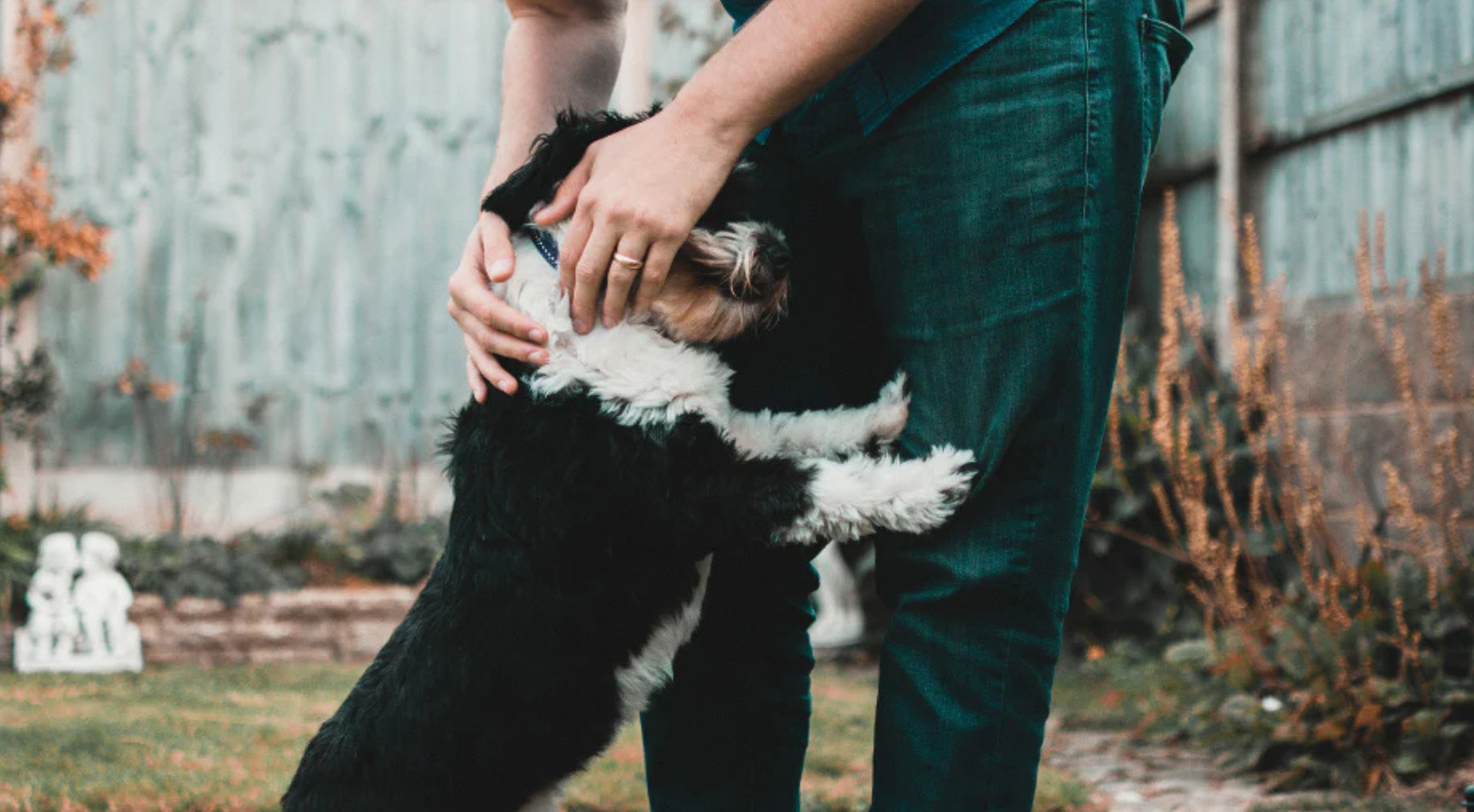 Why Do Dogs Nuzzle? Understanding This Behaviour – Marleybones