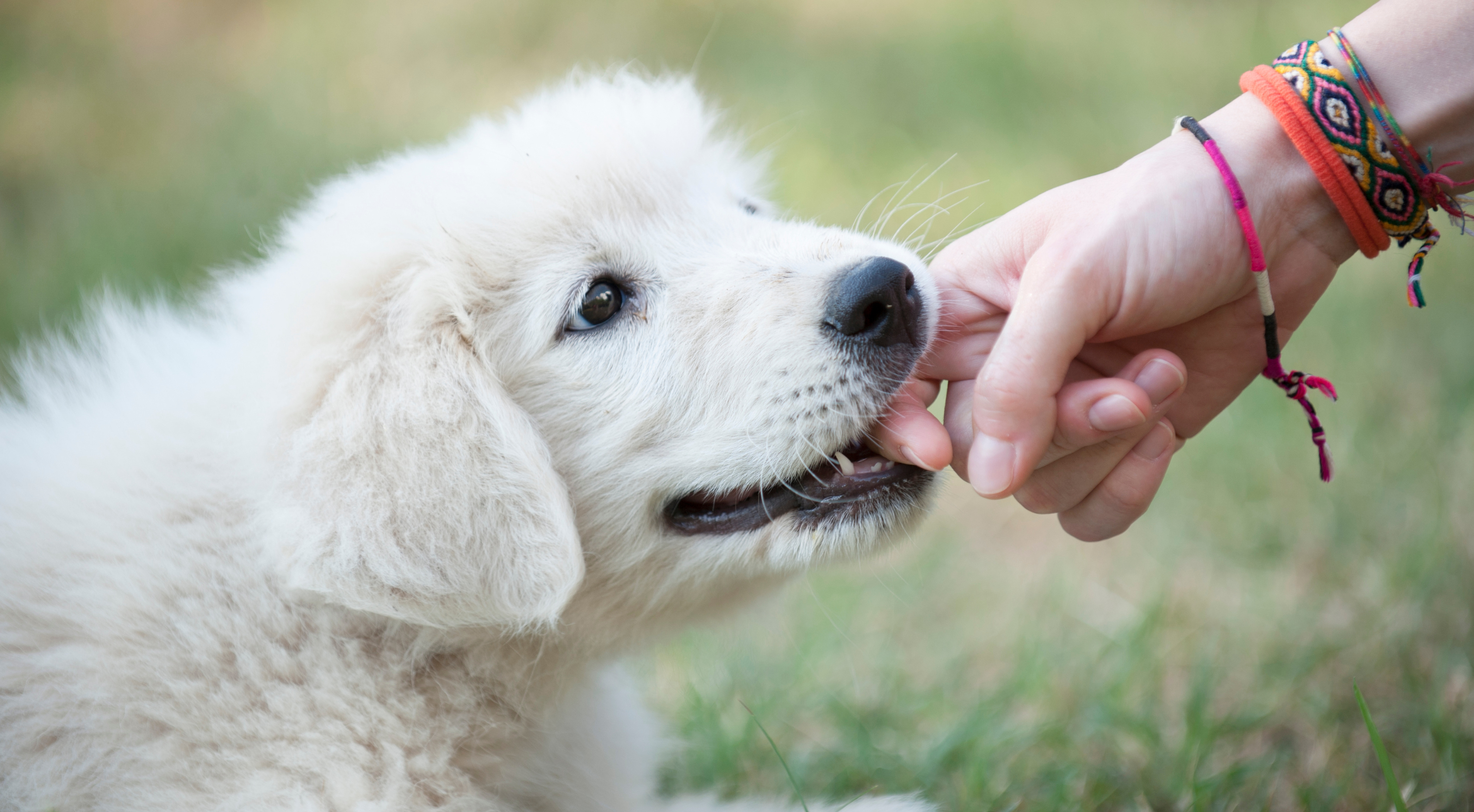 Why is puppy biting and how can we help them to stop – Marleybones