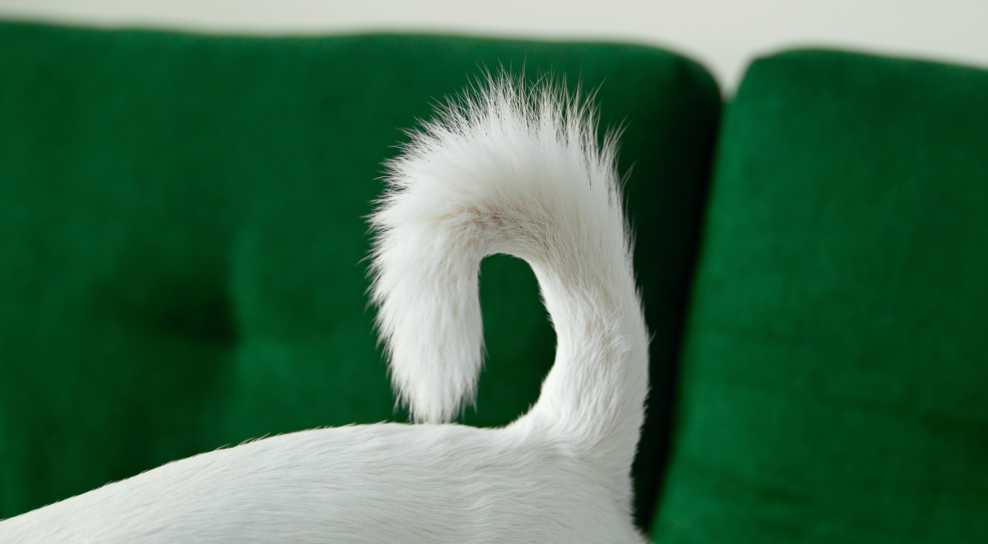 Happy Tail Syndrome: What Is It and How To Help Your Dog Heal – Marleybones