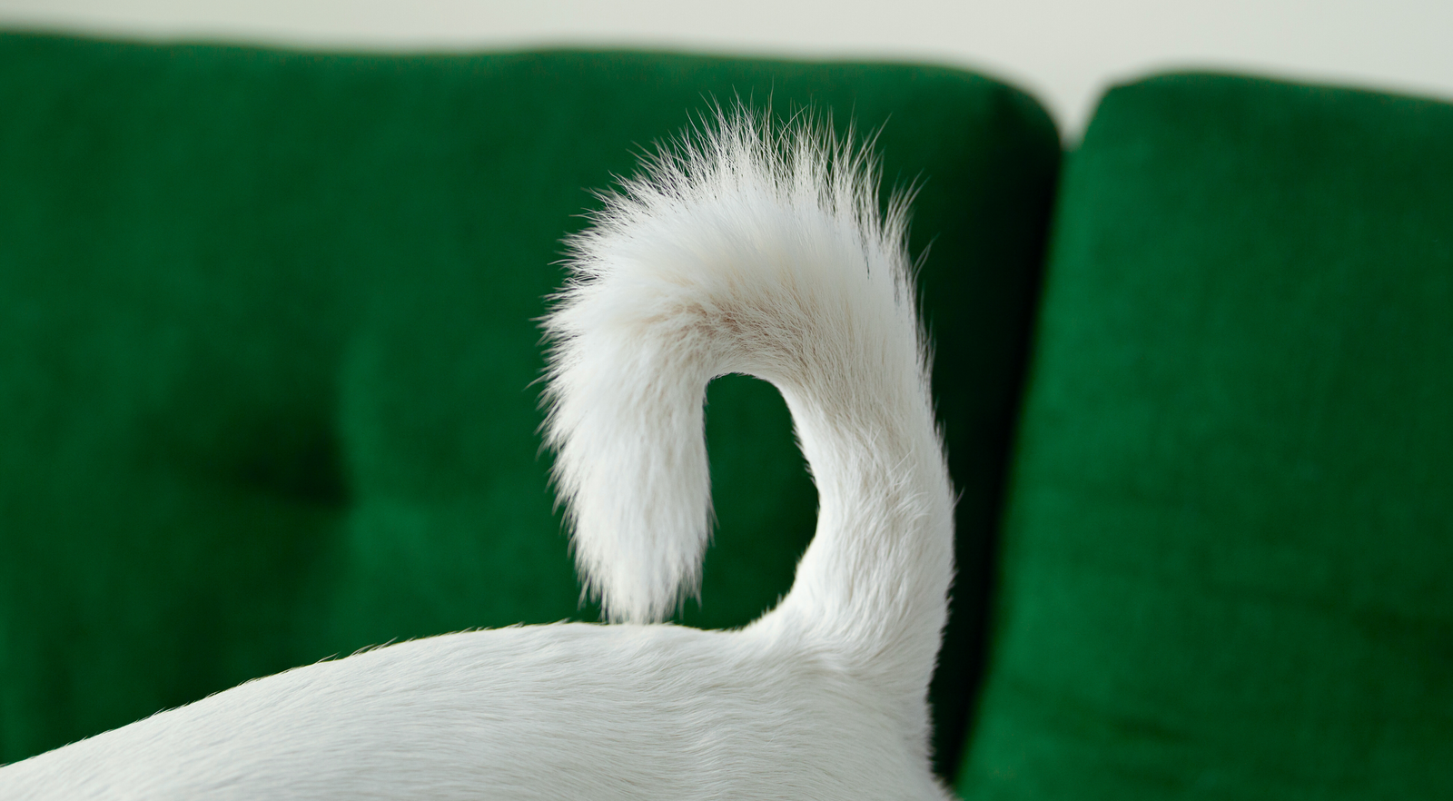 Happy Tail Syndrome: What Is It and How To Help Your Dog Heal – Marleybones