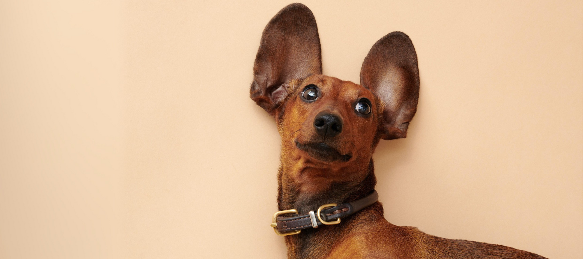 FAQ | Your dog's nutrition guide – Marleybones