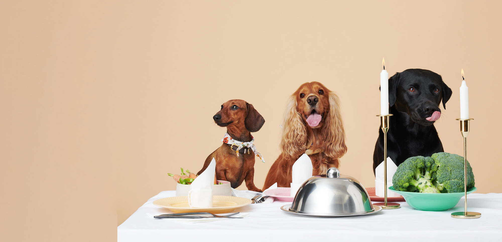 Premium dog meals | Fresh, Nutritious & Easy – Marleybones