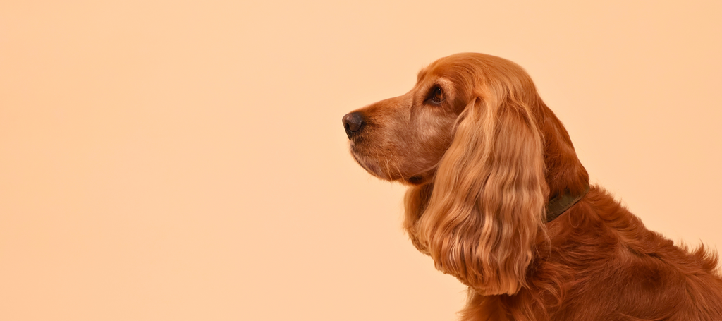 About us | Premium dog meals & story – Marleybones